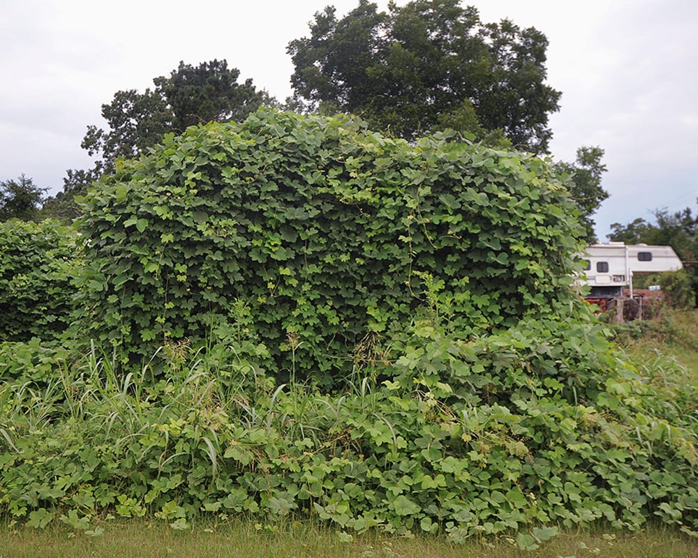 Ben Hillyer | Kudzu - South x Southeast photomagazine