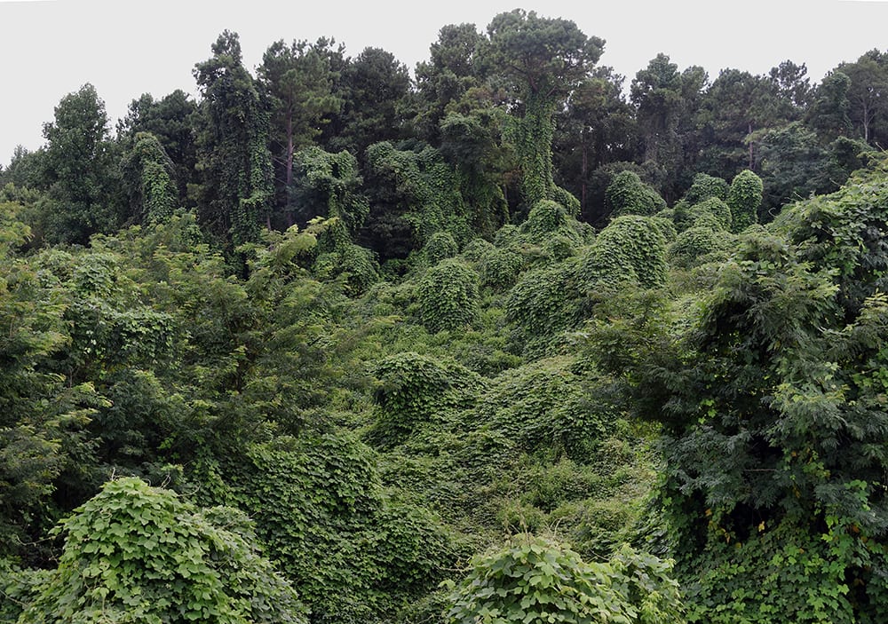Ben Hillyer | Kudzu - South x Southeast photomagazine