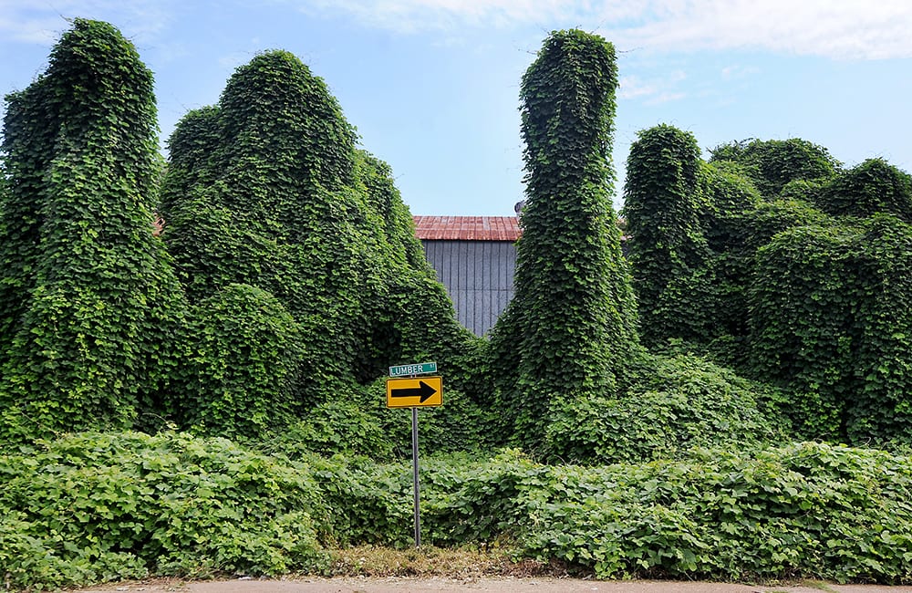 Ben Hillyer | Kudzu - South x Southeast photomagazine