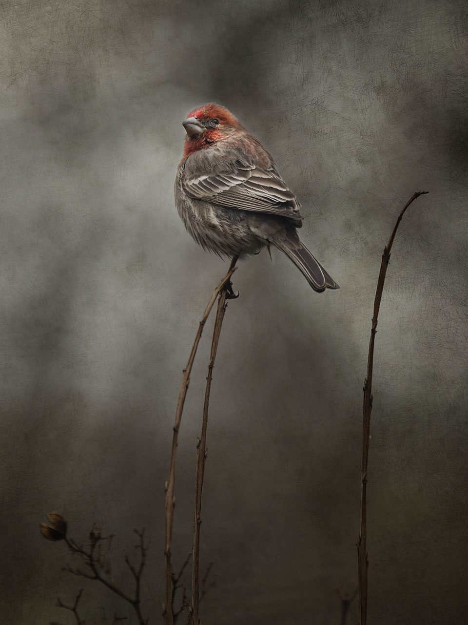 Curator's Choice | Clay Fisher | For the Birds - South x Southeast ...
