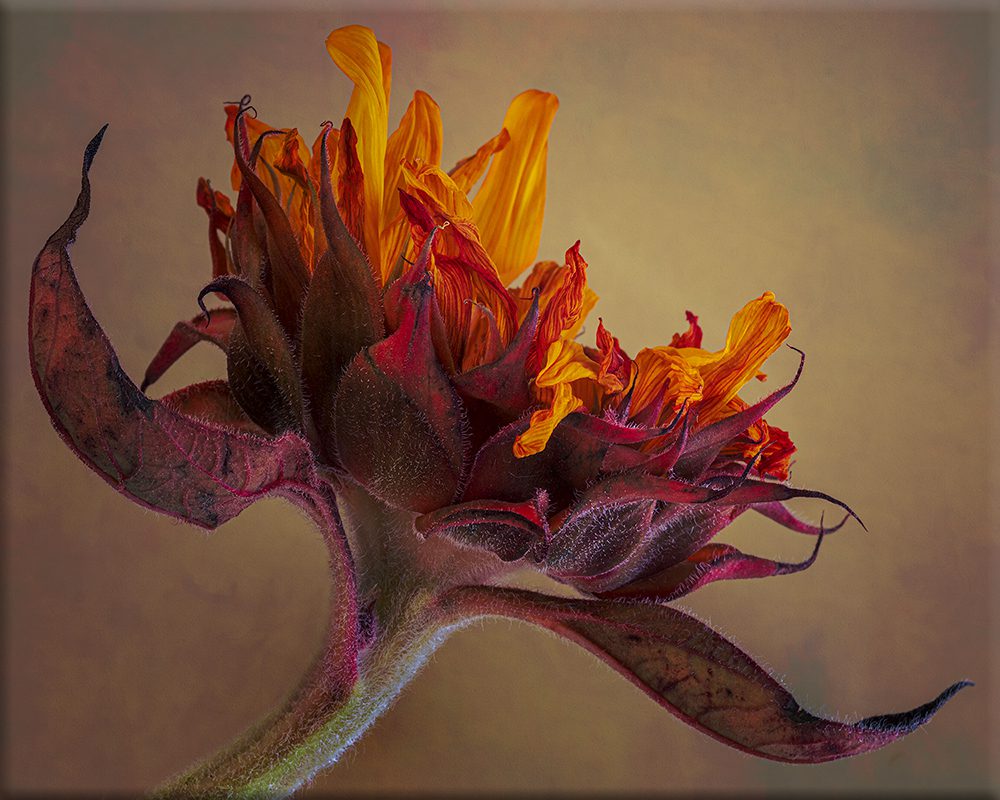 Rumors of Spring | Ela Marie Blanton - South x Southeast photomagazine