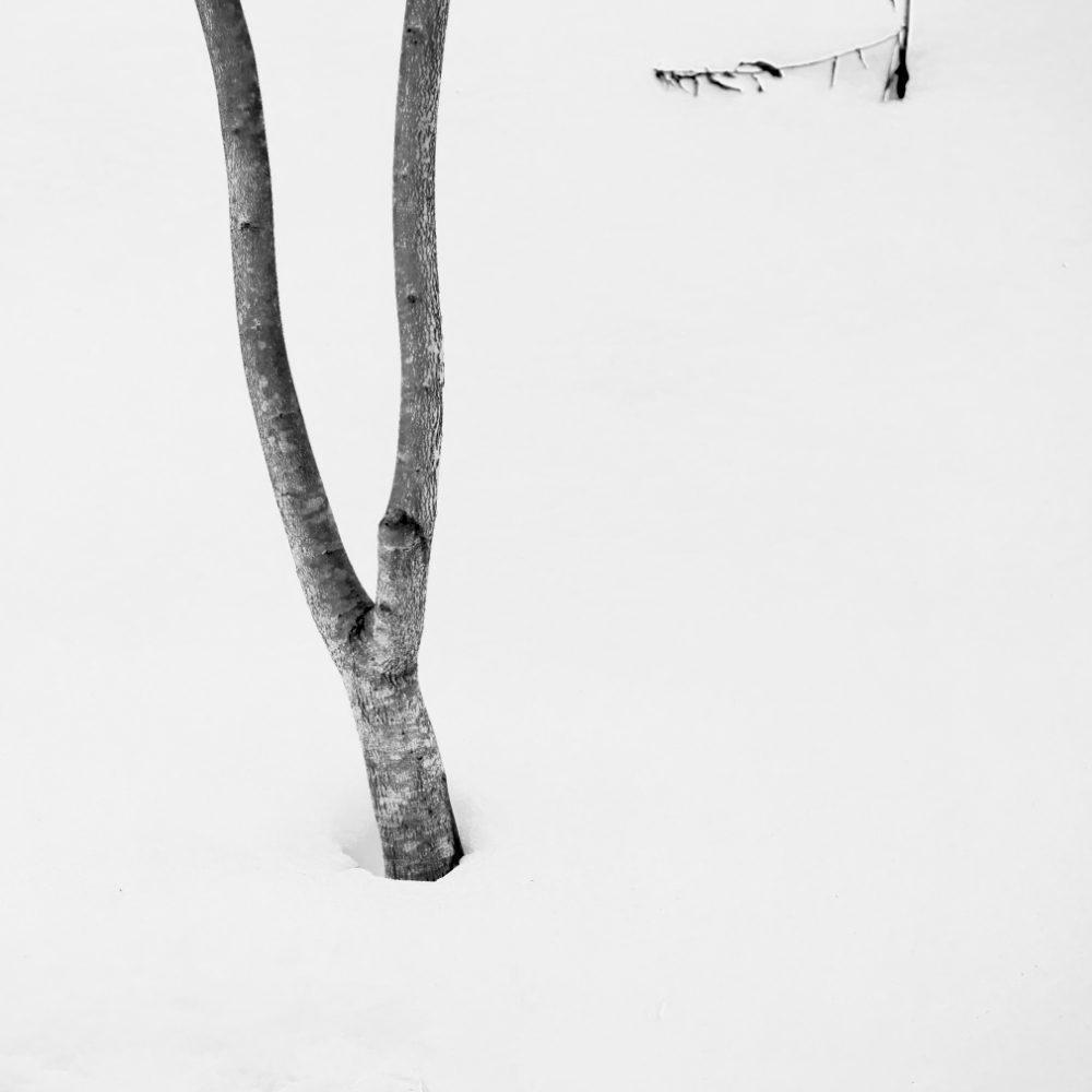 Rumors of Spring | Barry Rhodes - South x Southeast photomagazine