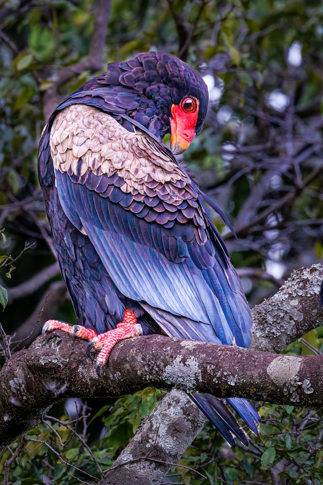 Elizabeth Brooke - South x Southeast photomagazine