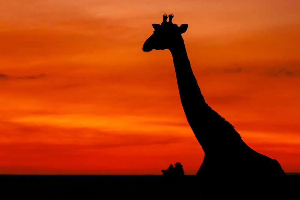 Elizabeth Brooke - South x Southeast photomagazine