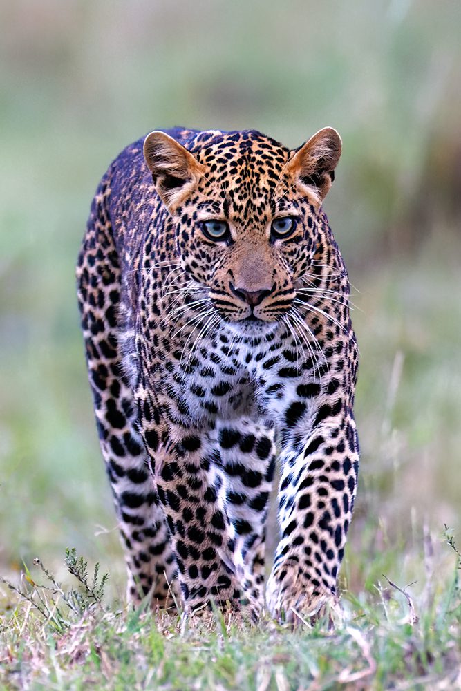 Elizabeth Brooke - South x Southeast photomagazine