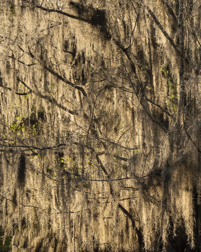 Frank Fuerst - South x Southeast photomagazine