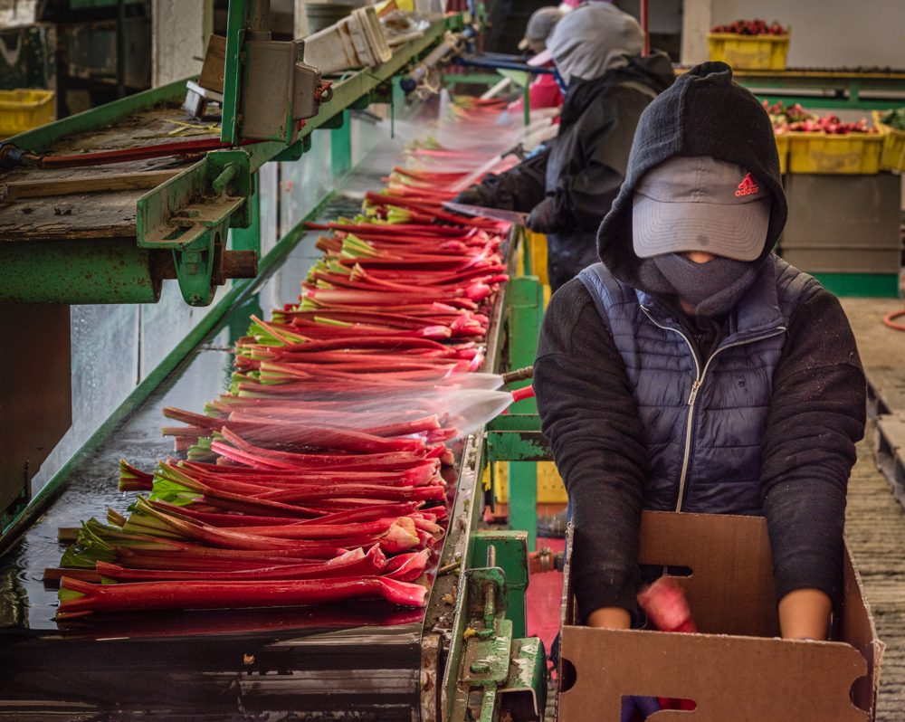 Where Your Food Comes From; Skagit Valley's Legacy | Craig Barber ...