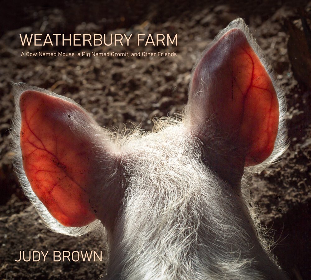 Judy Brown | Weatherbury Farm - South x Southeast photomagazine